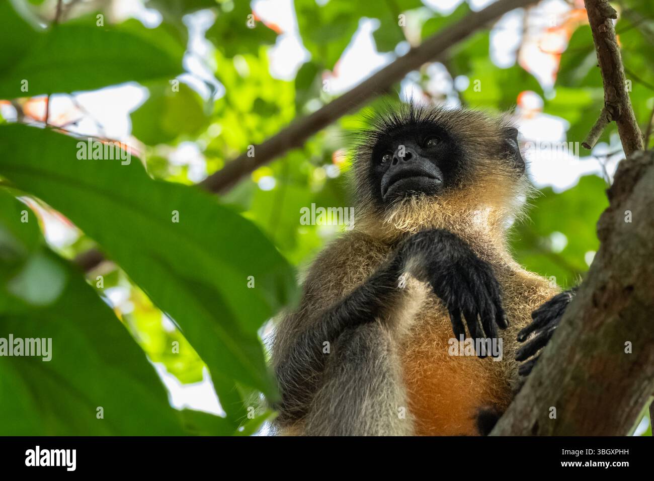 Gray Langur or Hanuman Langur in the National Park in India. Close up ...