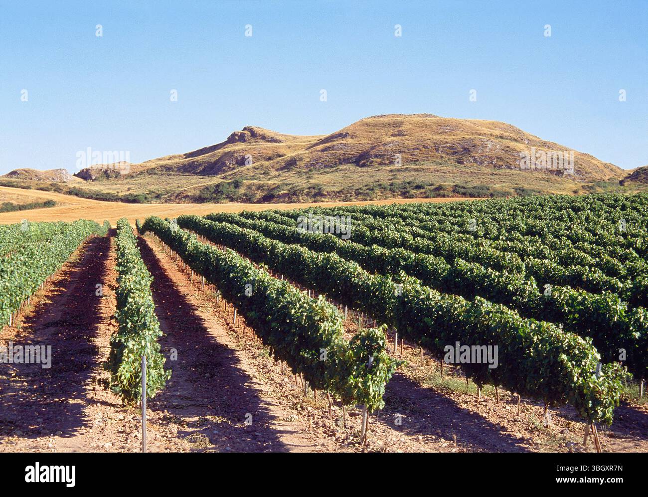 Horizontal landscape exterior vines vineyard hi-res stock photography ...