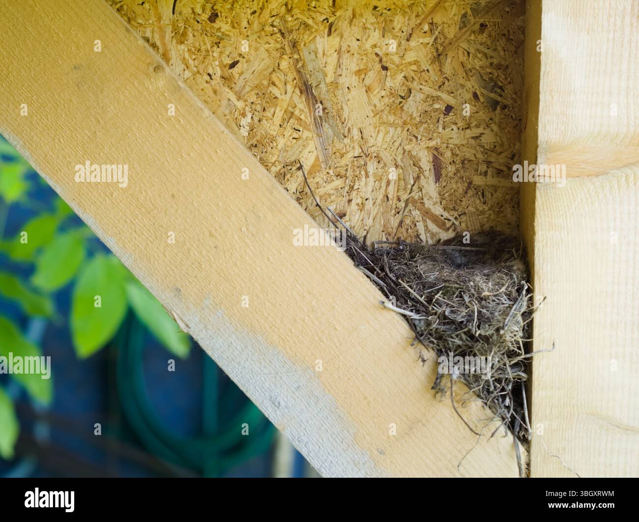 A small bird nest made of twigs and natural debris, nestled securely ...