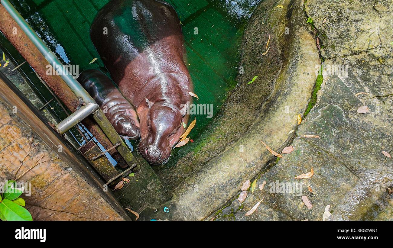 The world-famous baby hippo, Bouncy Pig, plays with his mother in a ...