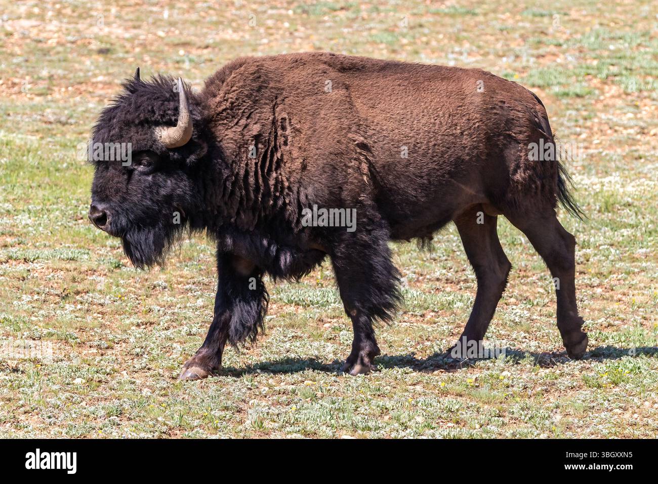 Bison bison herd walking hi-res stock photography and images - Alamy