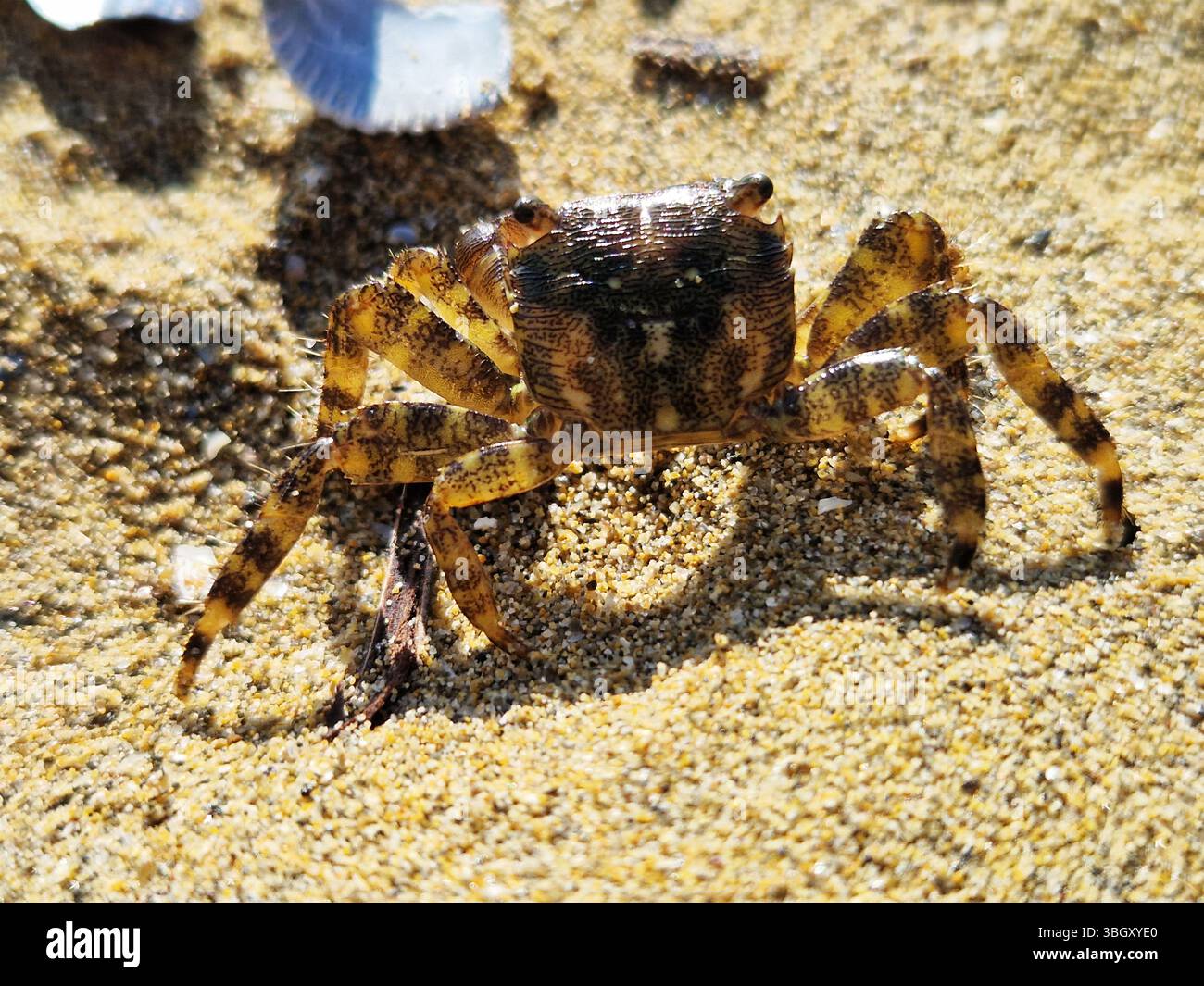 Small Crab on Sandy Beach With Shell in Background, Daytime Close-Up ...