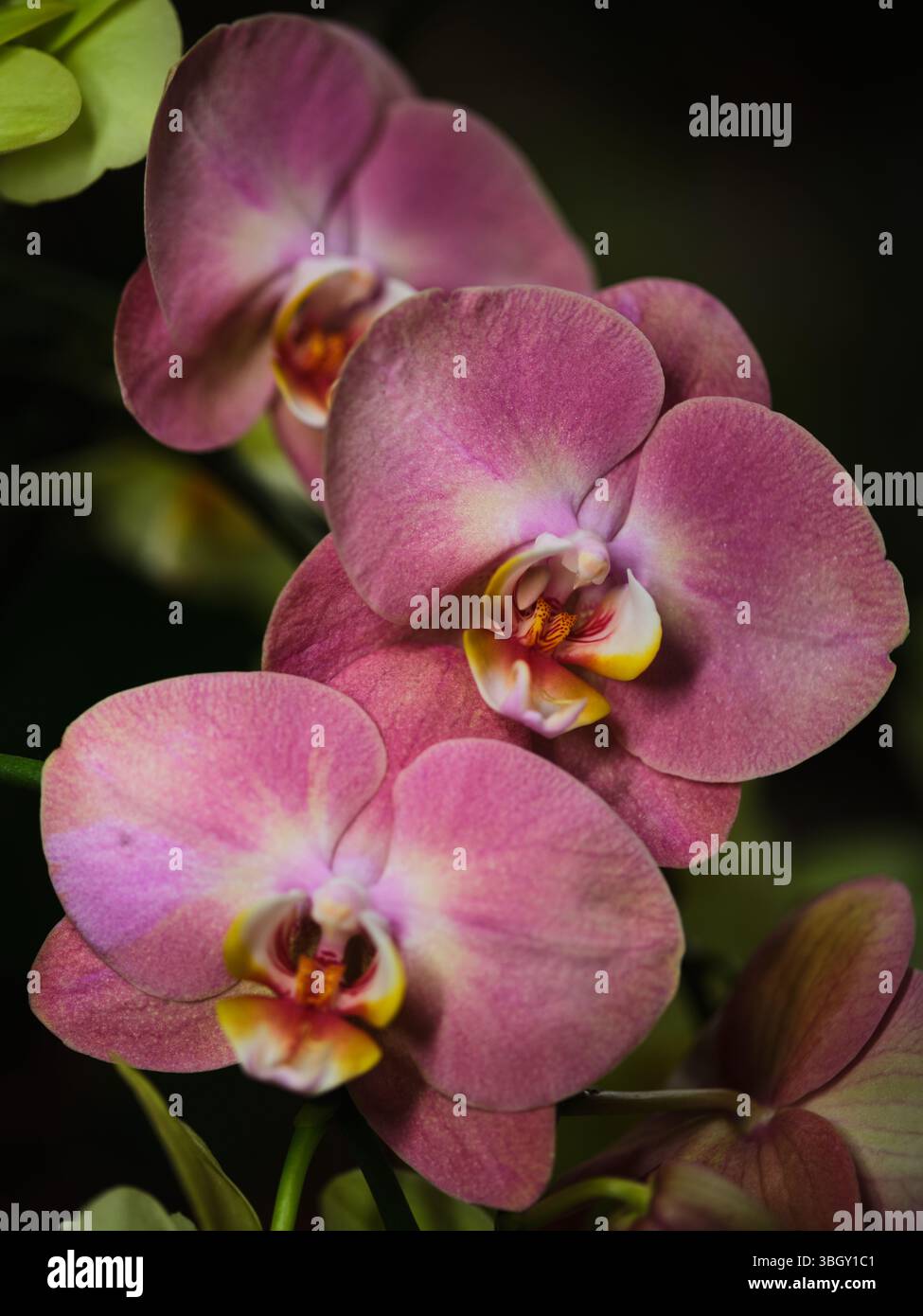 Beautiful pink orchids blooming in a vibrant indoor garden setting with ...