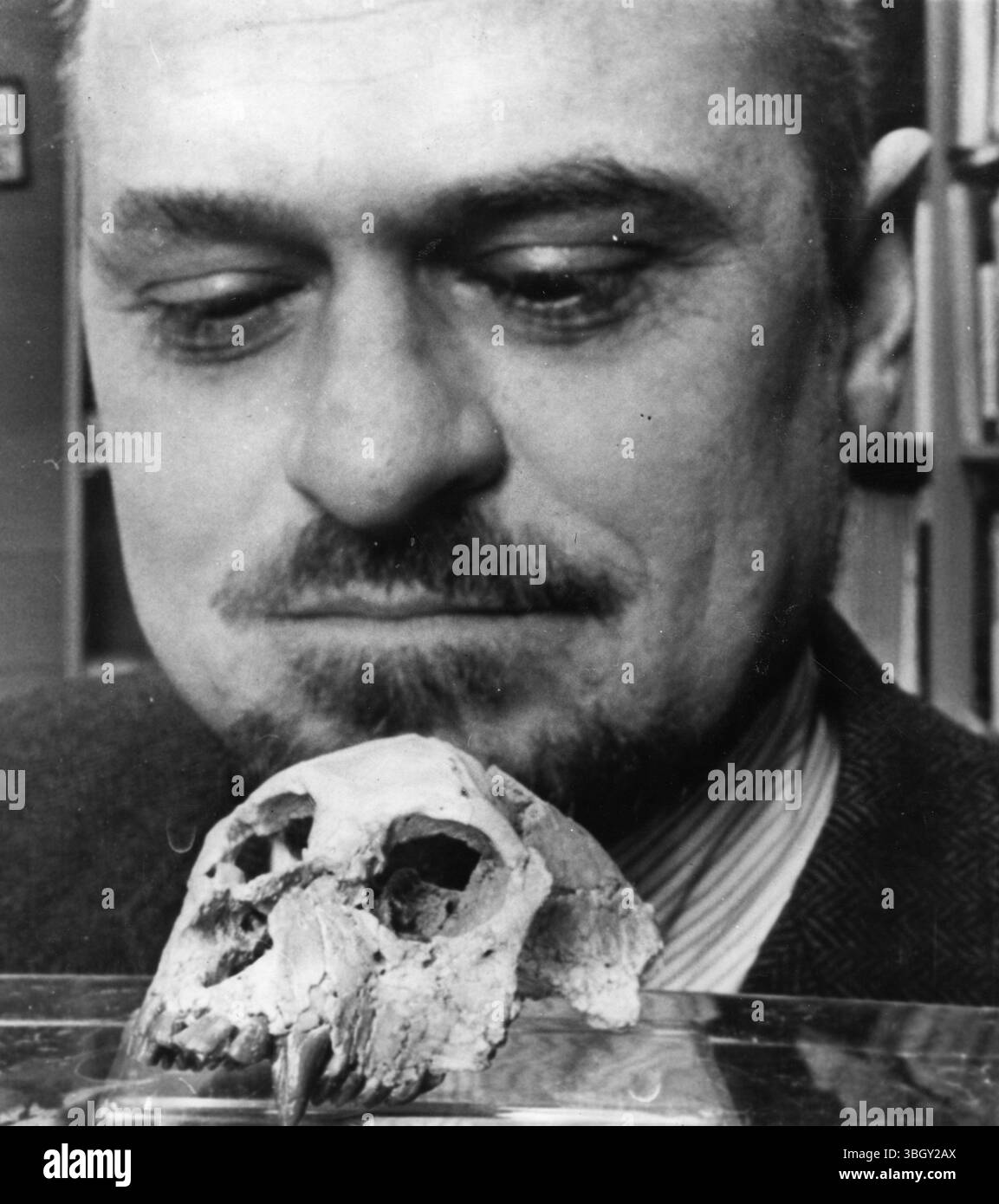 Yale Professor Elwyn L. Simons displays the skull of an ape that is ...