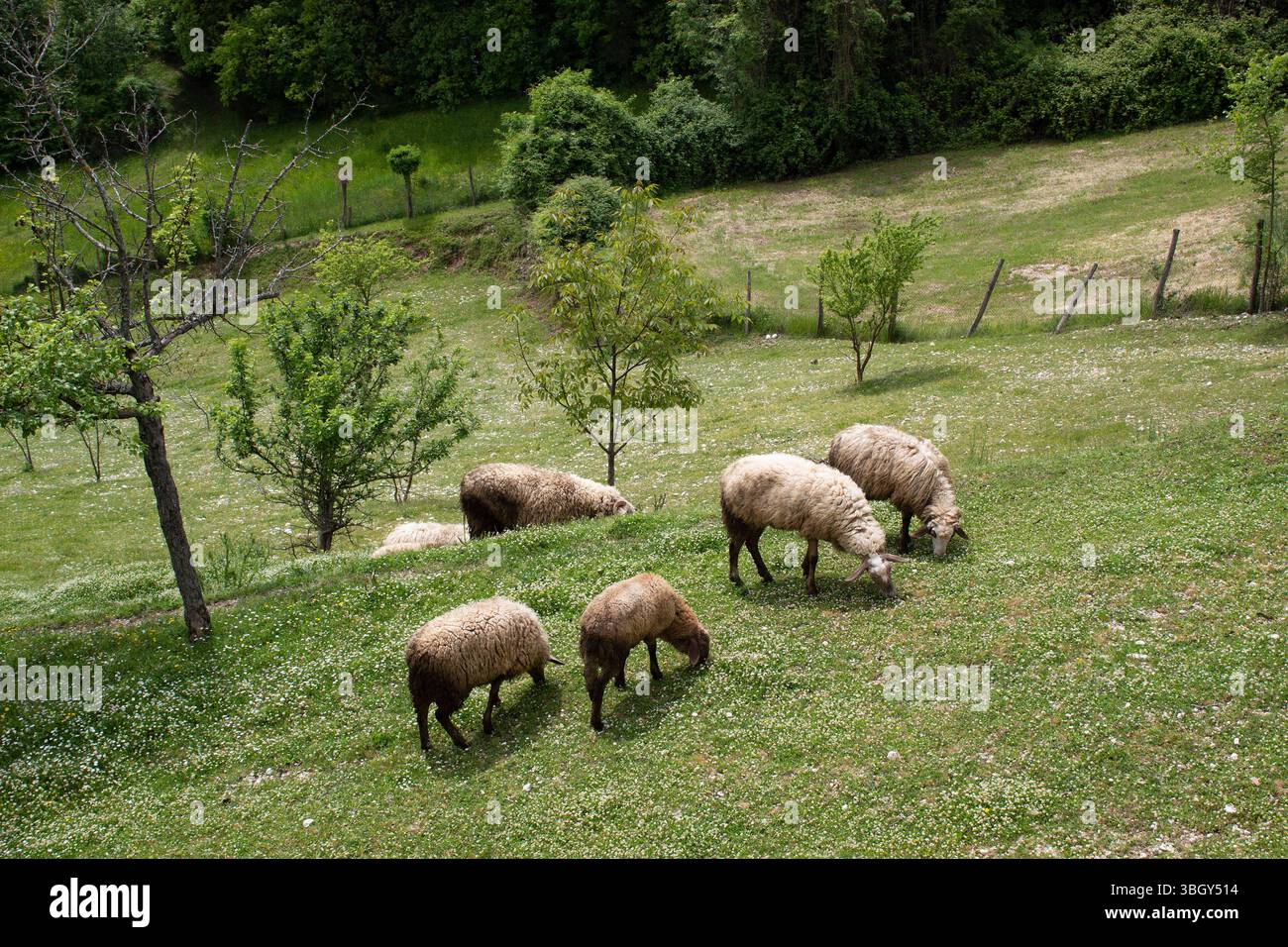 Group of sheep with a ram standing in a grassy meadow surrounded by ...