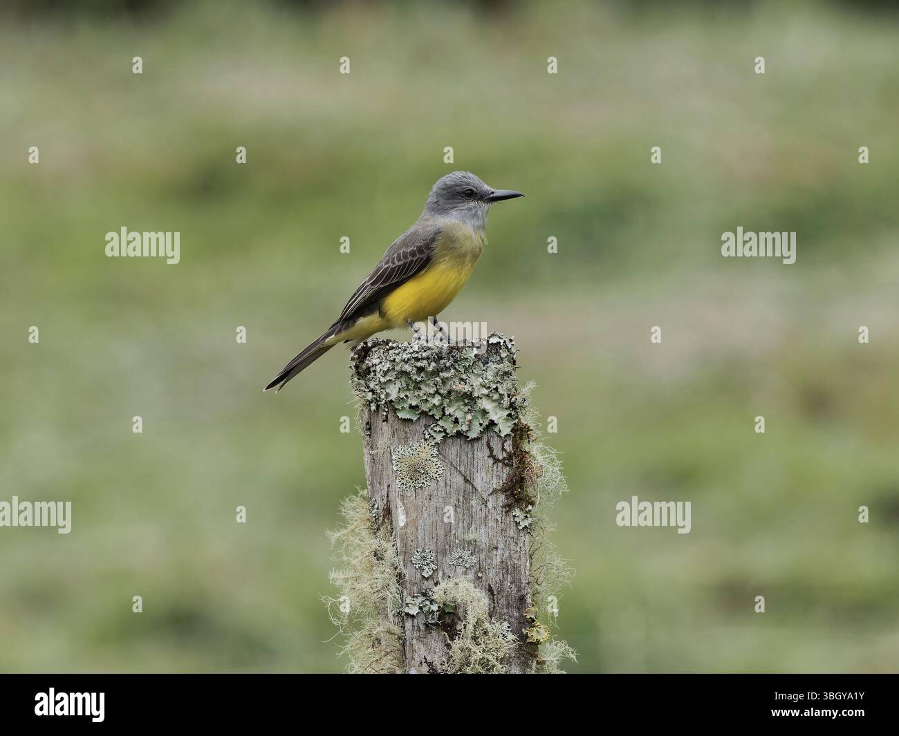 Aves kingbird hi-res stock photography and images - Alamy