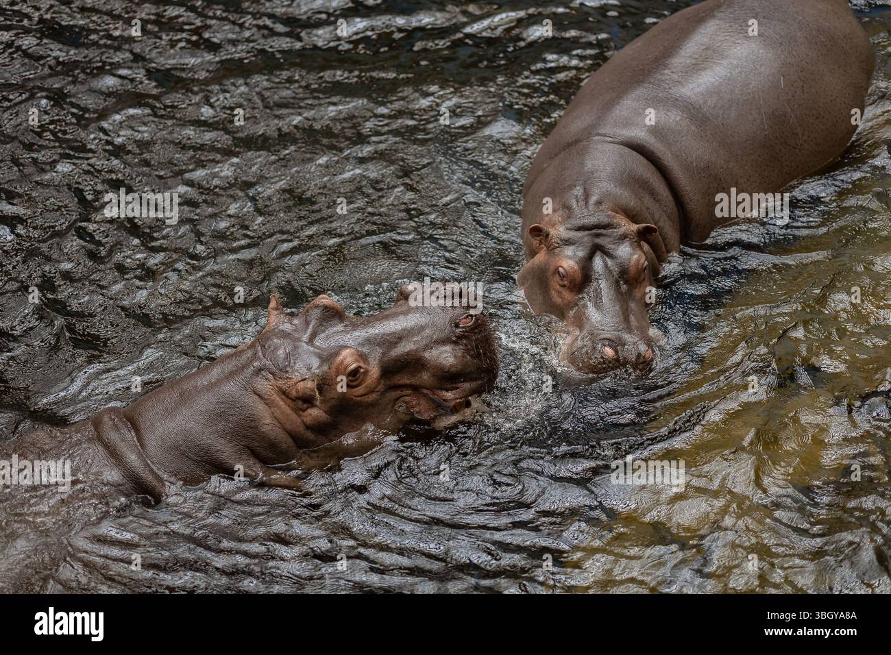 Two adult hippopotamuses swimming and interacting in natural river ...