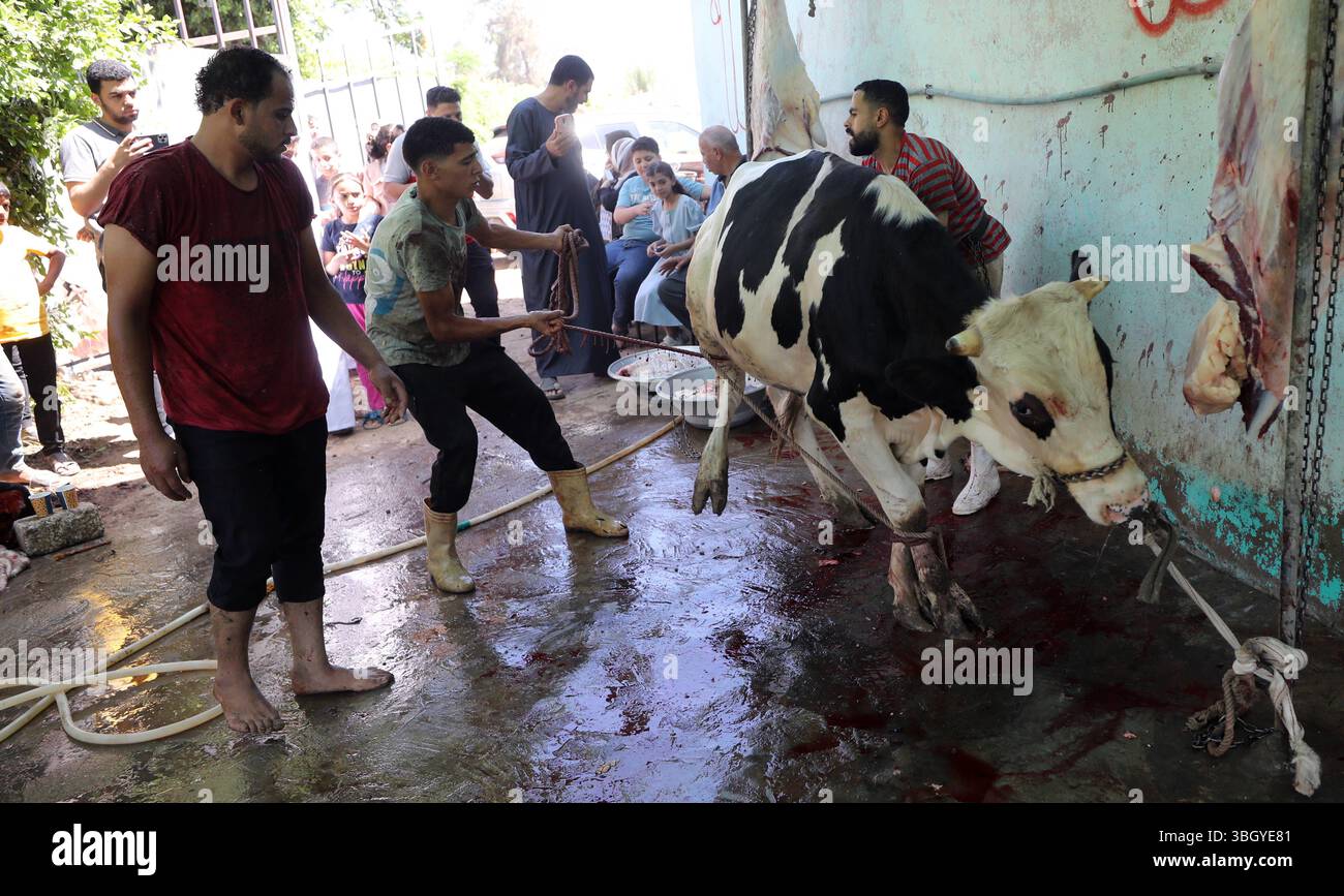 Eid al-Adha observed in Tanta, Egypt An Egyptian butcher slaughters ...