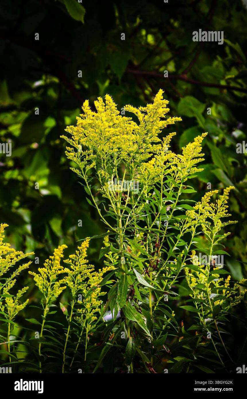 Close-up of Golden Rod weed plants with green background Stock Photo ...