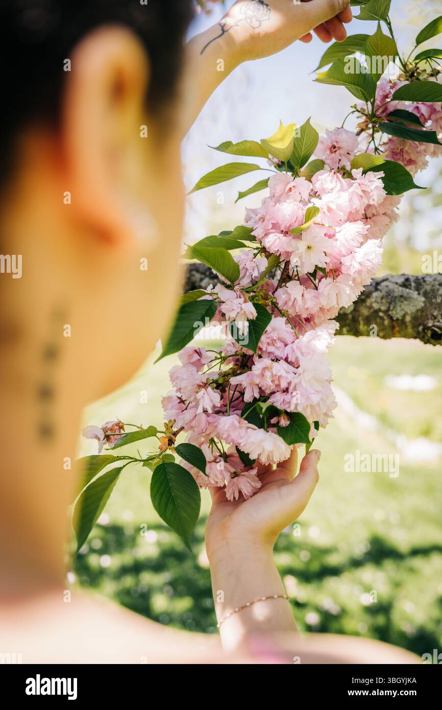 Branch cherry blossoms green leaves hi-res stock photography and images - Alamy