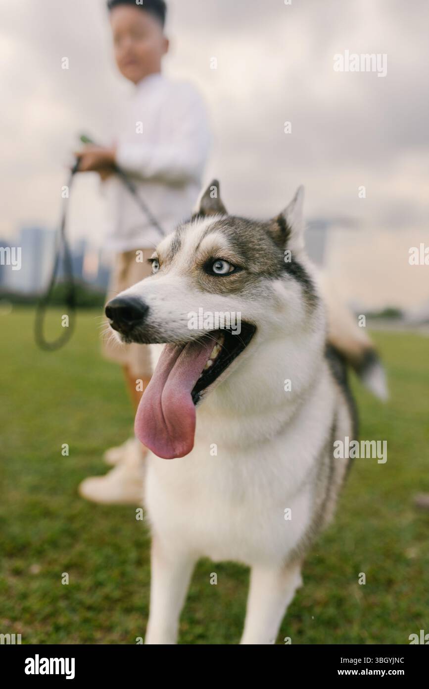 Happy Siberian husky on leash with tongue out, cheerful closeup ...