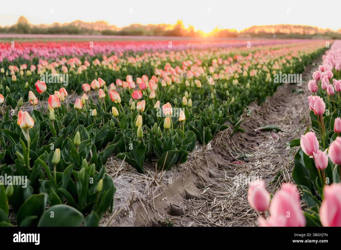 Color Transition in Dutch Tulip Fields at Sunset Stock Photo - Alamy