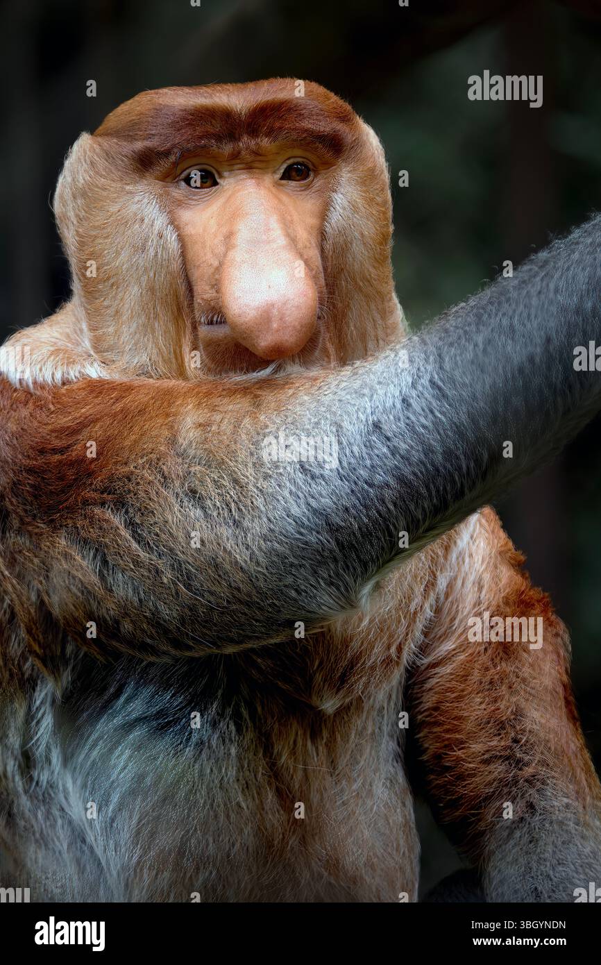 Proboscis monkey (Nasalis larvatus) or long-nosed monkey Stock Photo - Alamy