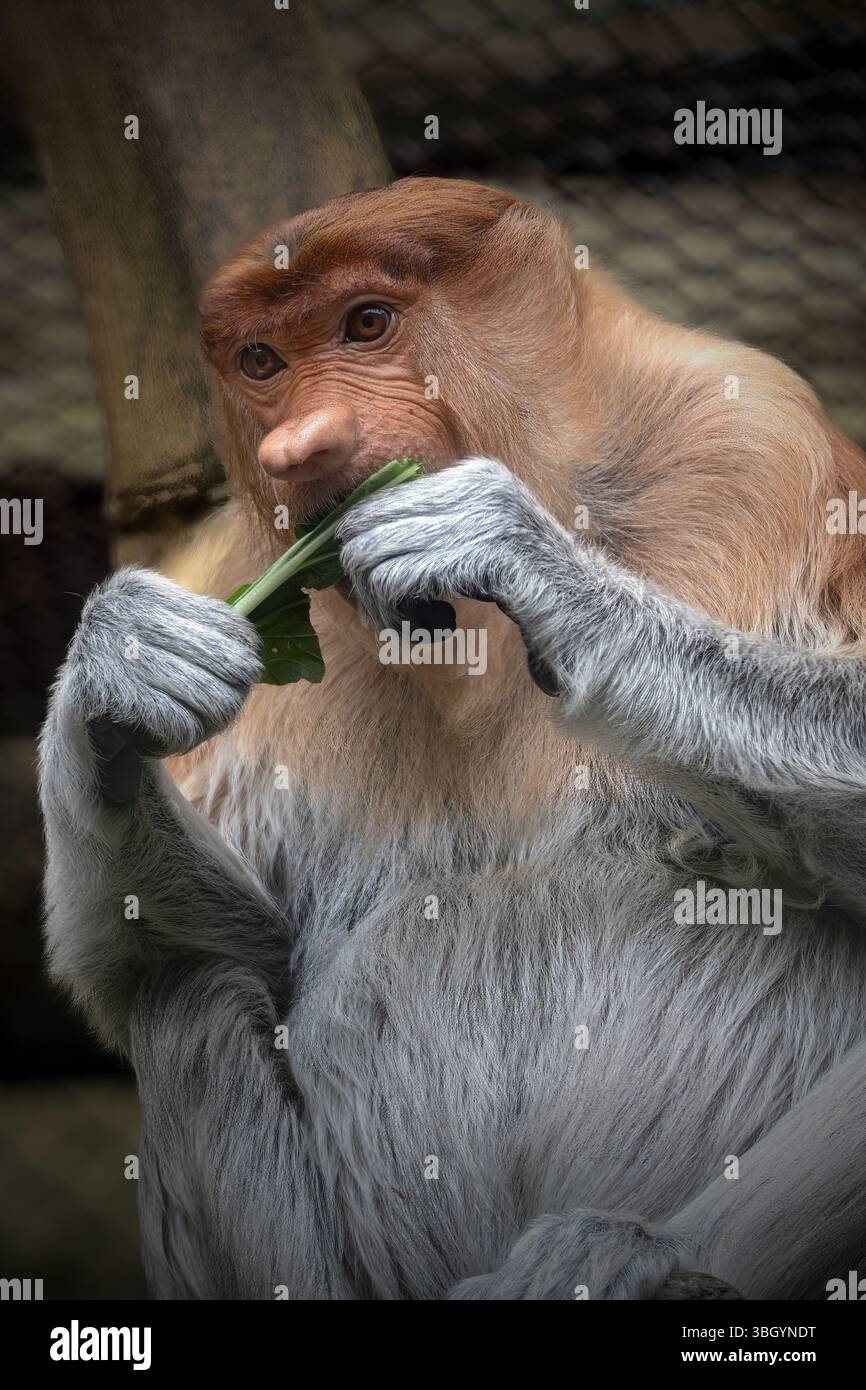 Proboscis monkey (Nasalis larvatus) or long-nosed monkey Stock Photo ...