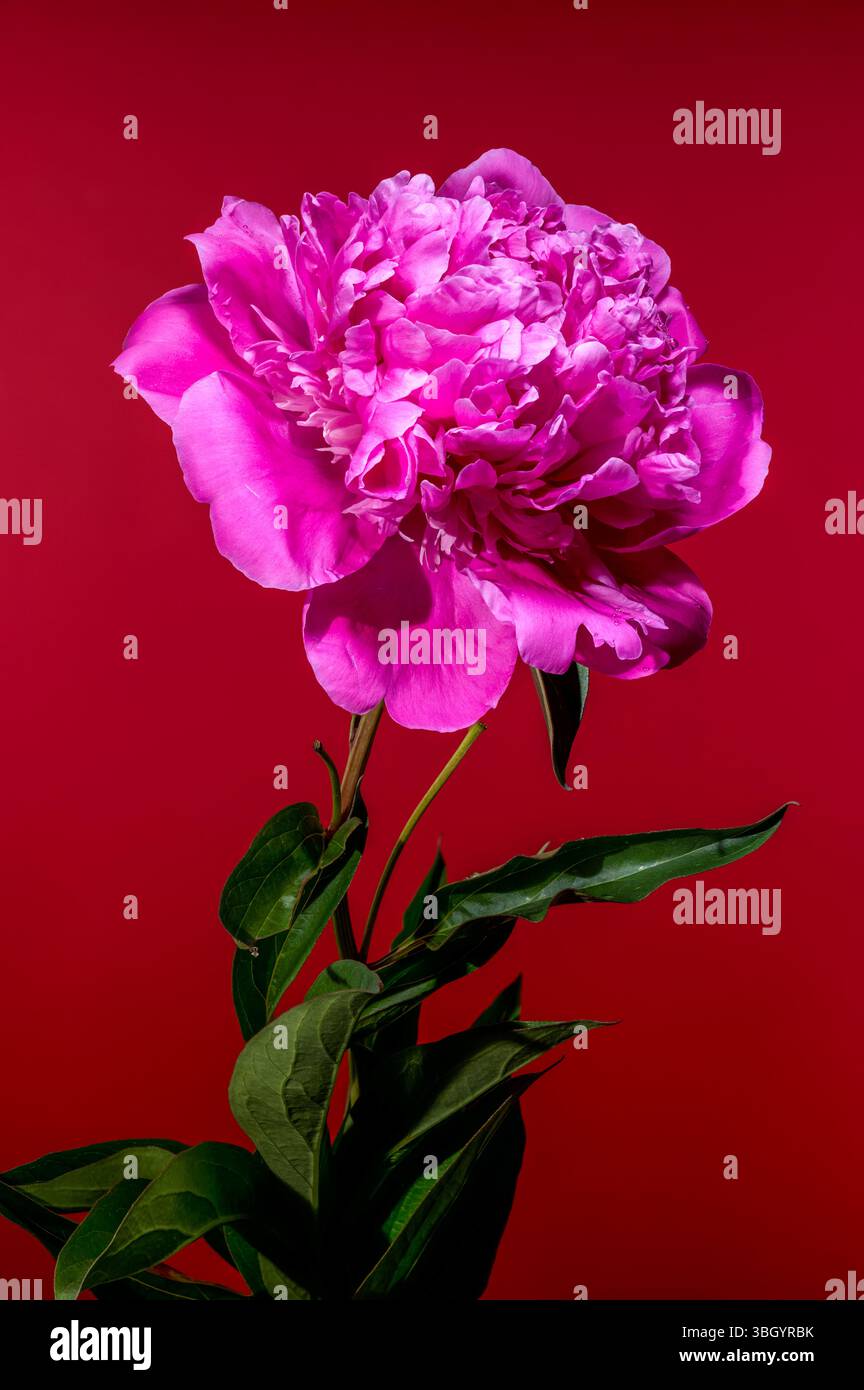 Vivid red pink peony hi-res stock photography and images - Alamy