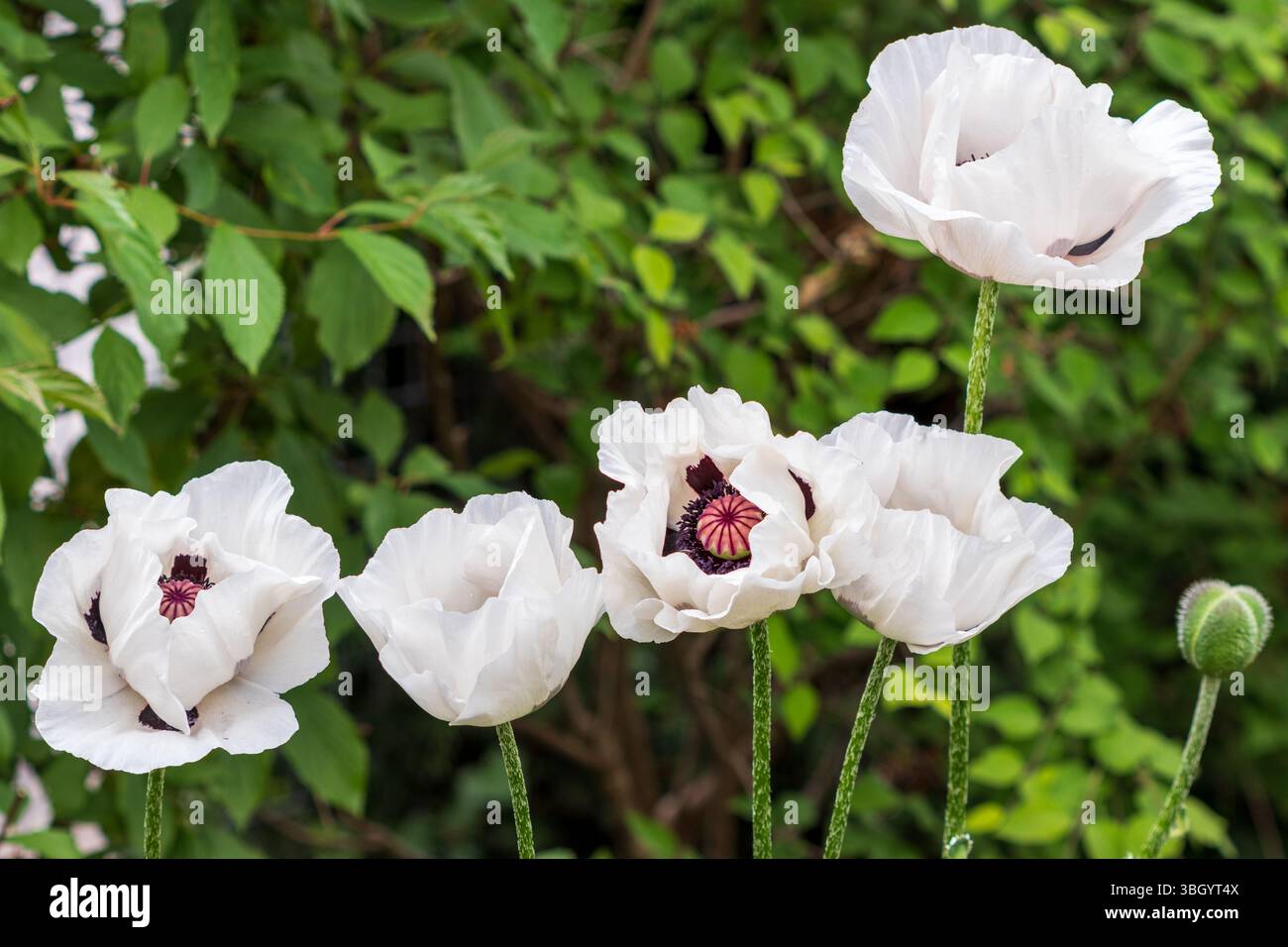 Oriental poppy perrys white hi-res stock photography and images - Alamy