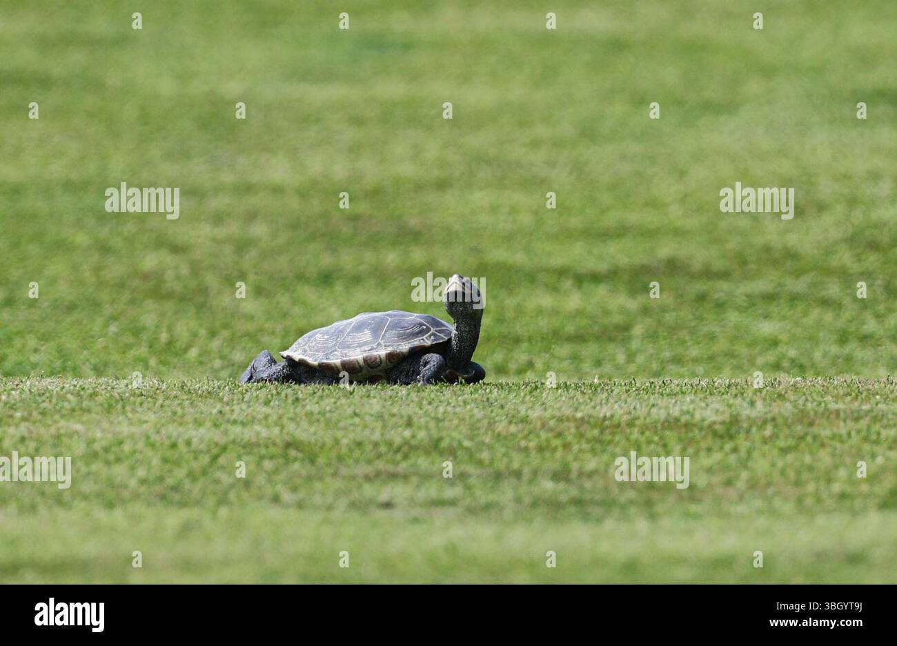 Galloway, NJ, USA. 06th June, 2025. A turtle crosses the fairway during ...