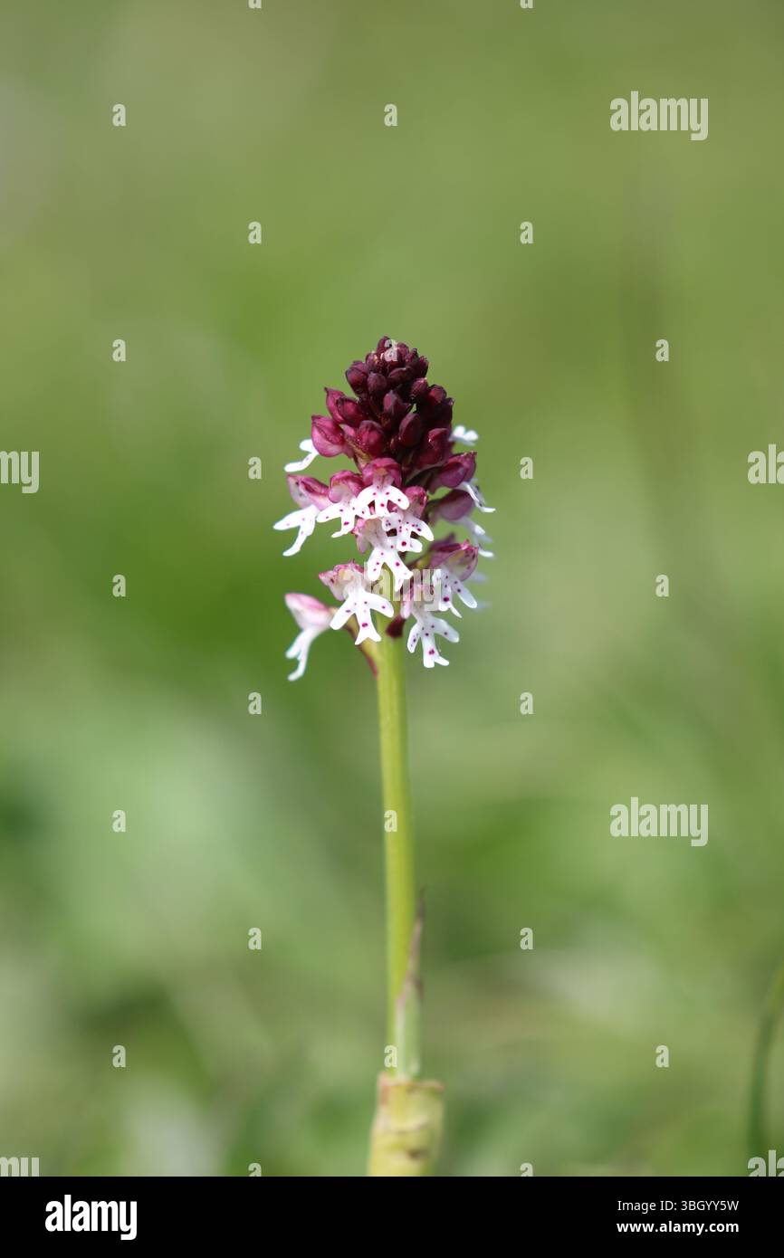Burnt Orchid - Neotinea ustulata Stock Photo - Alamy