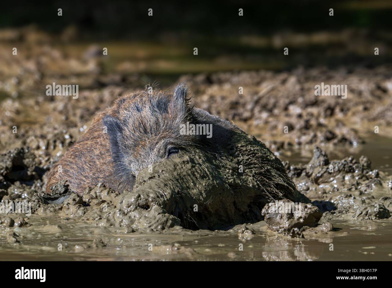Wild boar (Sus scrofa) with muddy snout wallowing in mud puddle in ...
