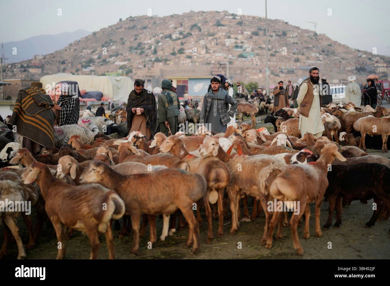 Afghan livestock merchants display animals for sale ahead of Eid al ...