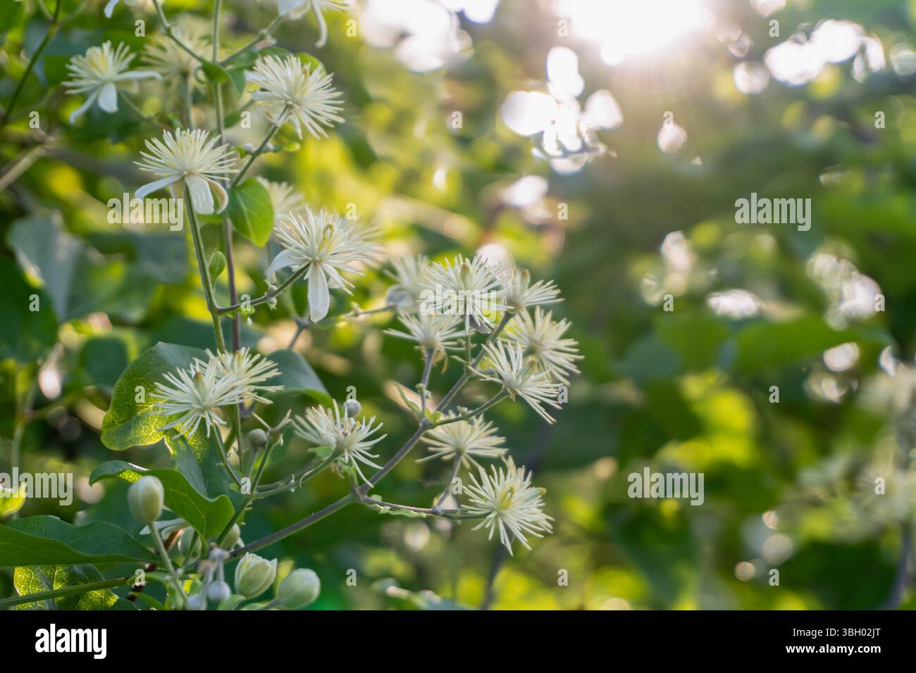 Clematis vitalba in bloom, also known as old mans beard or travelers ...