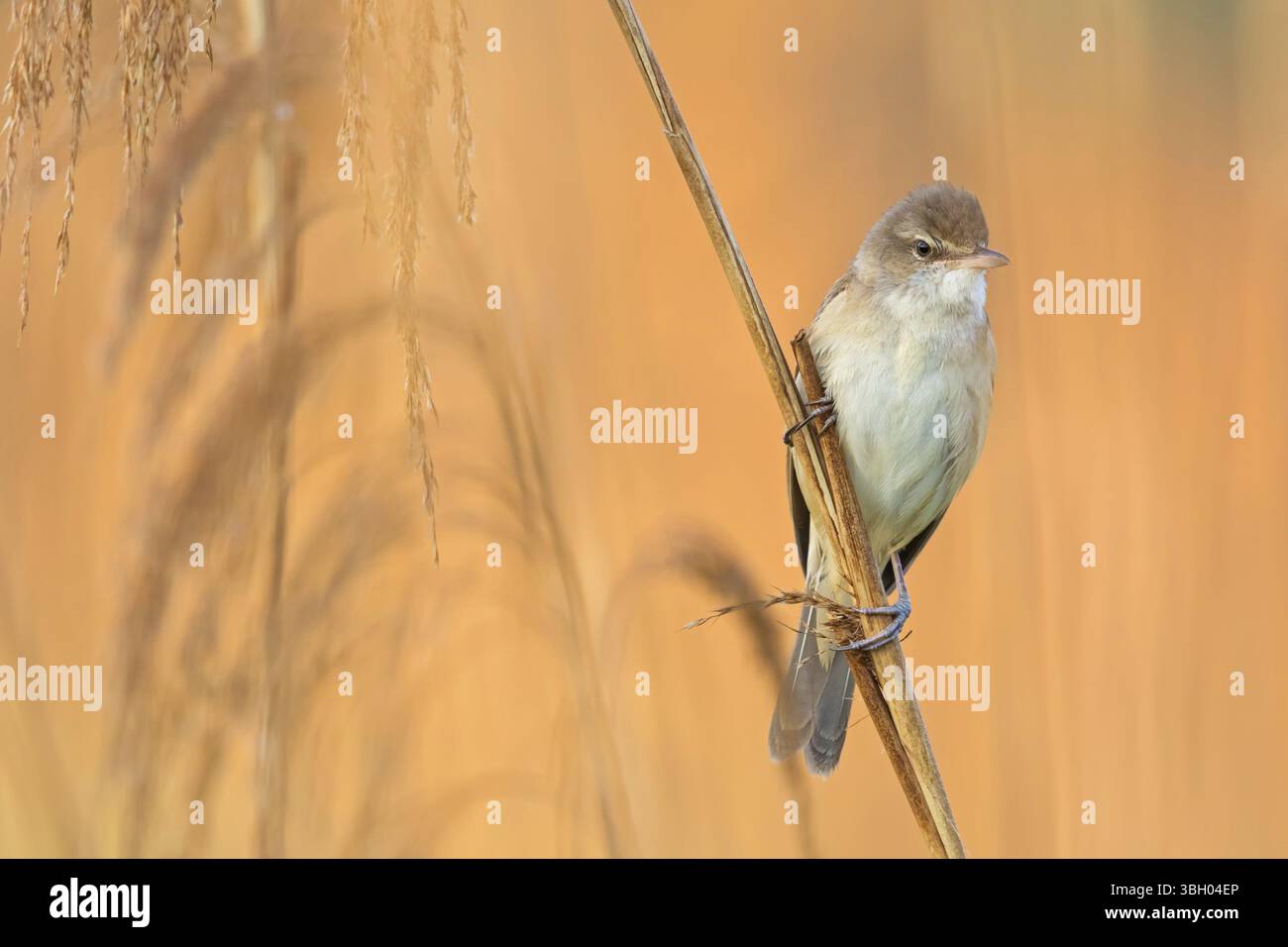 Reed warbler, (Acrocephalus arundinaceus), reedbed perch, biotope ...