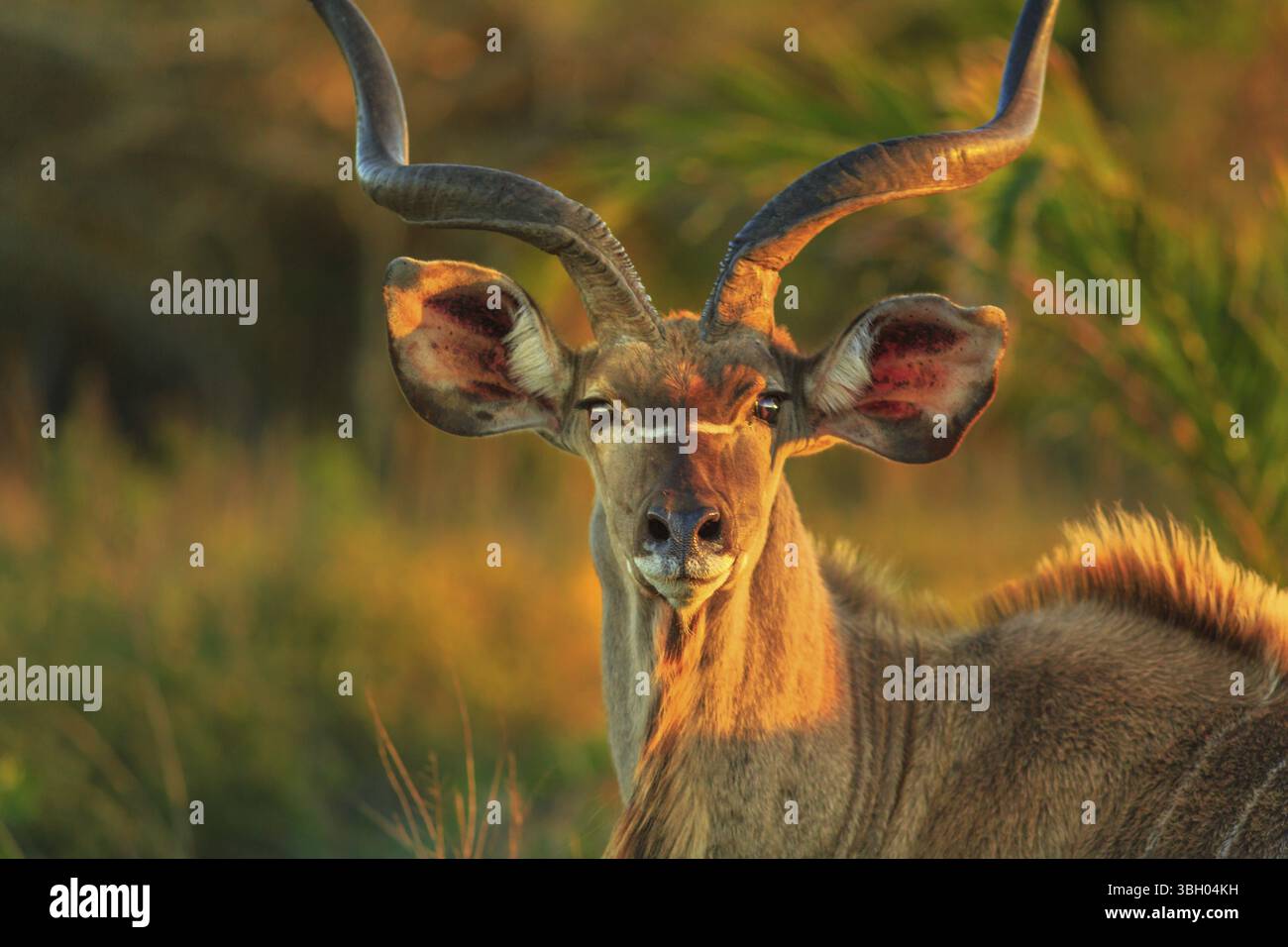 Front view of portrait of male Greater kudu, a species of antelope at ...