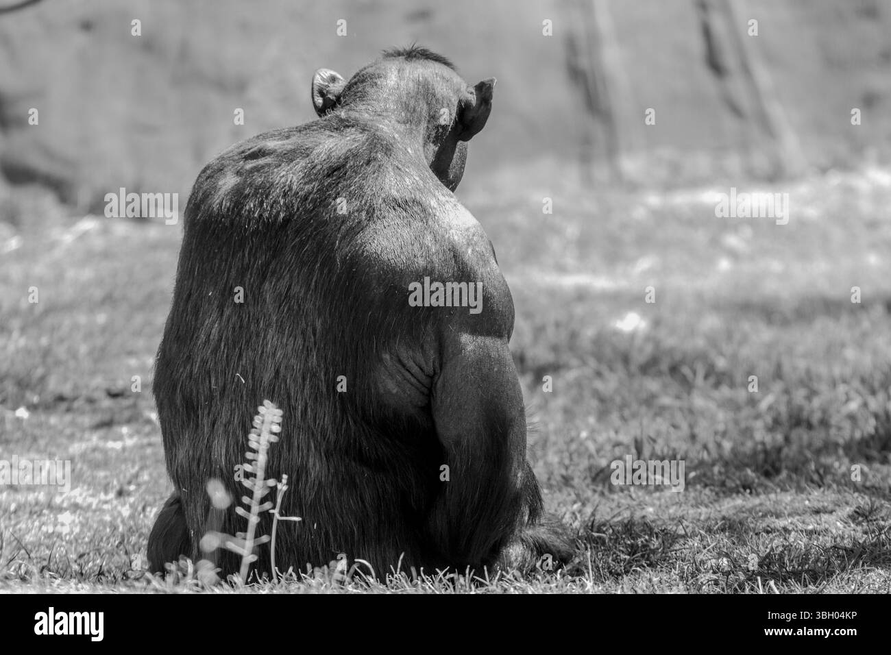 Monkey on grass Black and White Stock Photos & Images - Alamy