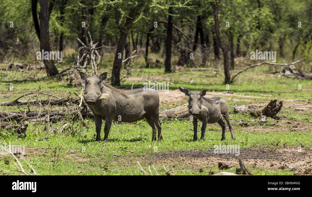 Warthog at the Gaborone Game Reserve in Gaborone, Botswana, Gaborone, Botswana, Africa Stock ...