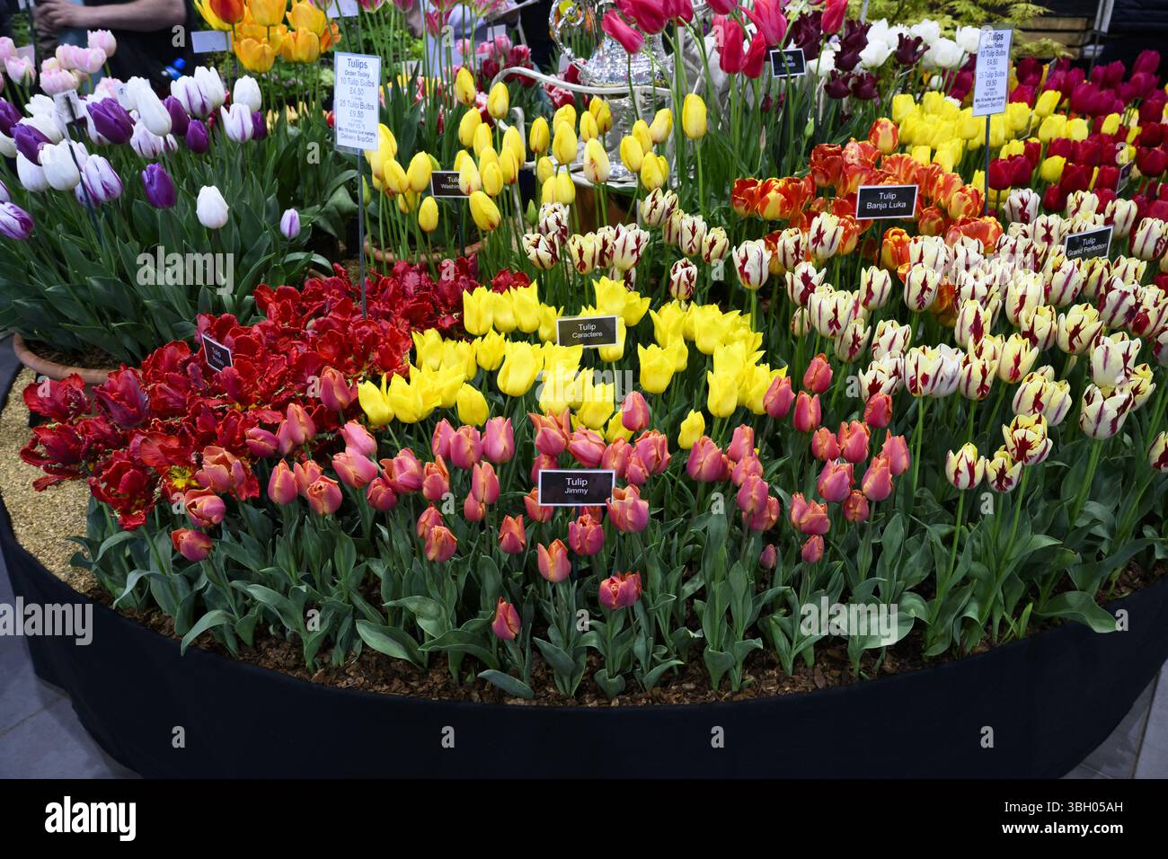 Beautiful Brighter Blooms display (horticultural event, bulbous ...