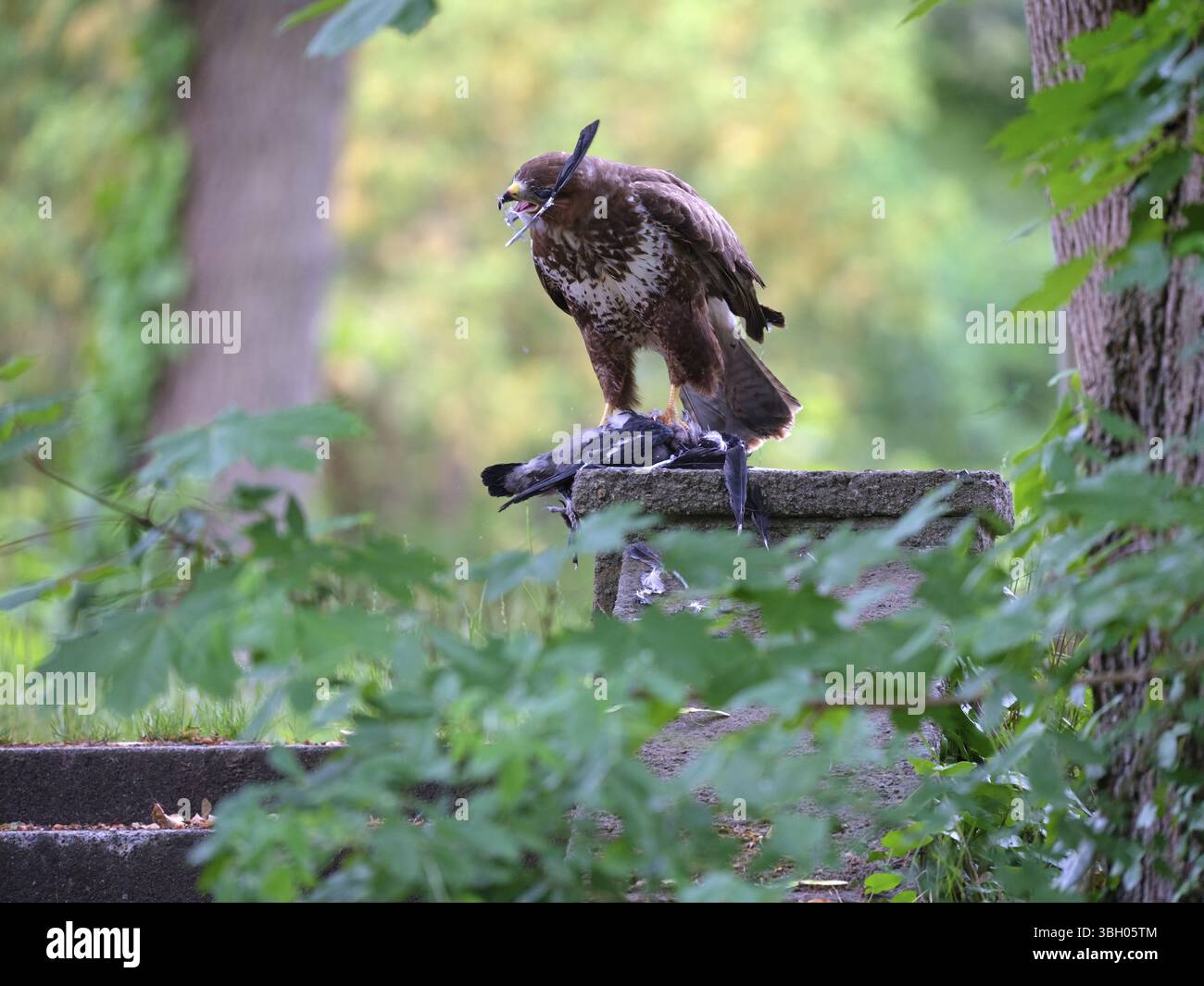 Common buzzard plucks feathers from a hooded crow Stock Photo - Alamy