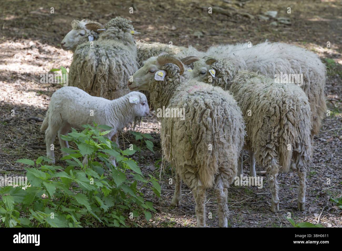 Central european forest hi-res stock photography and images - Alamy