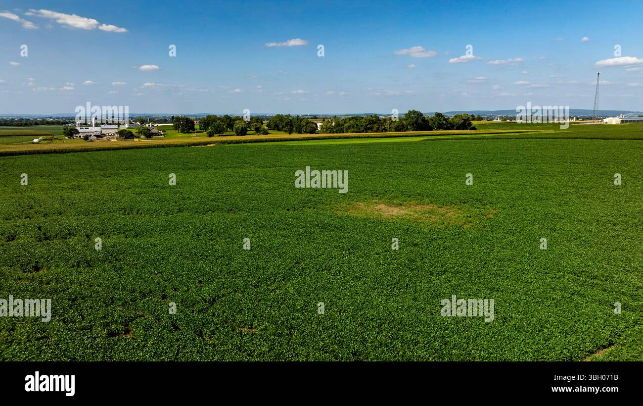 Lush green fields stretch across the landscape under a bright blue sky ...