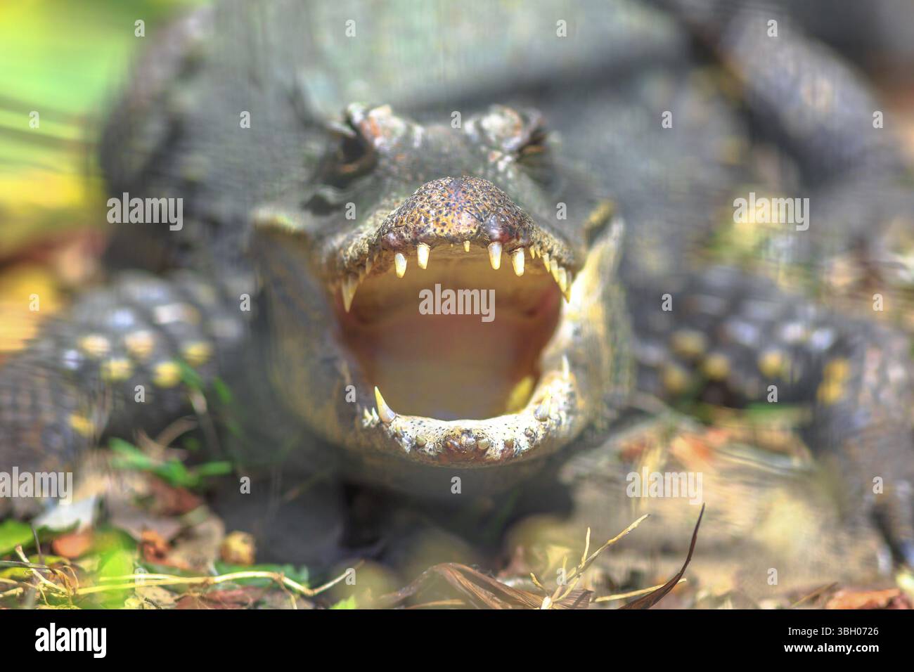 African Crocodile very angry in Ezemvelo KZN Wildlife. Nile Crocodile ...