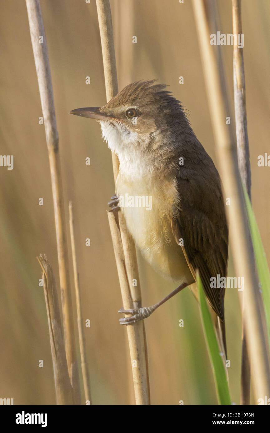 Reed warbler, (Acrocephalus arundinaceus), reedbed perch, biotope ...