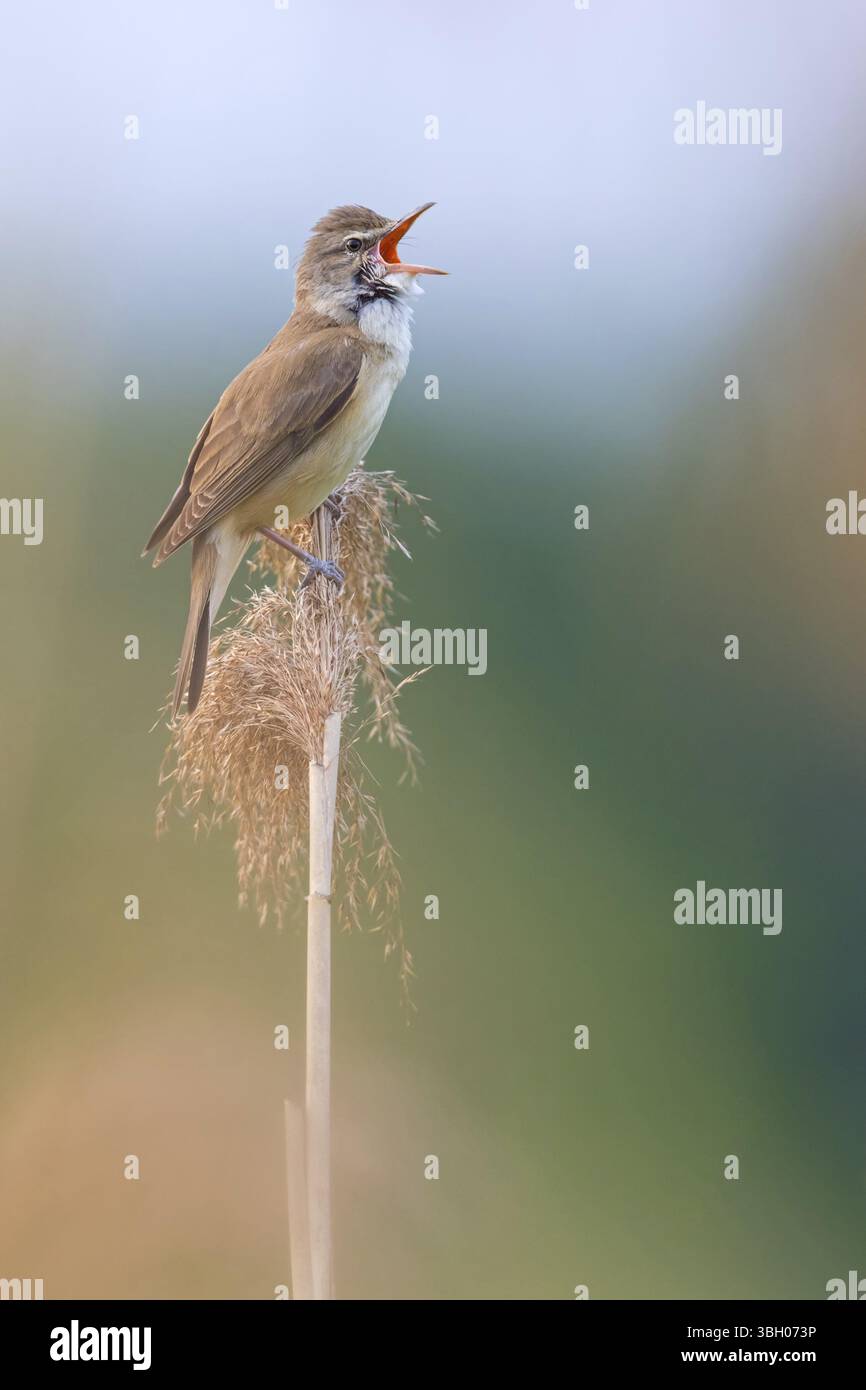 Reed warbler, (Acrocephalus arundinaceus), reedbed perch, biotope ...