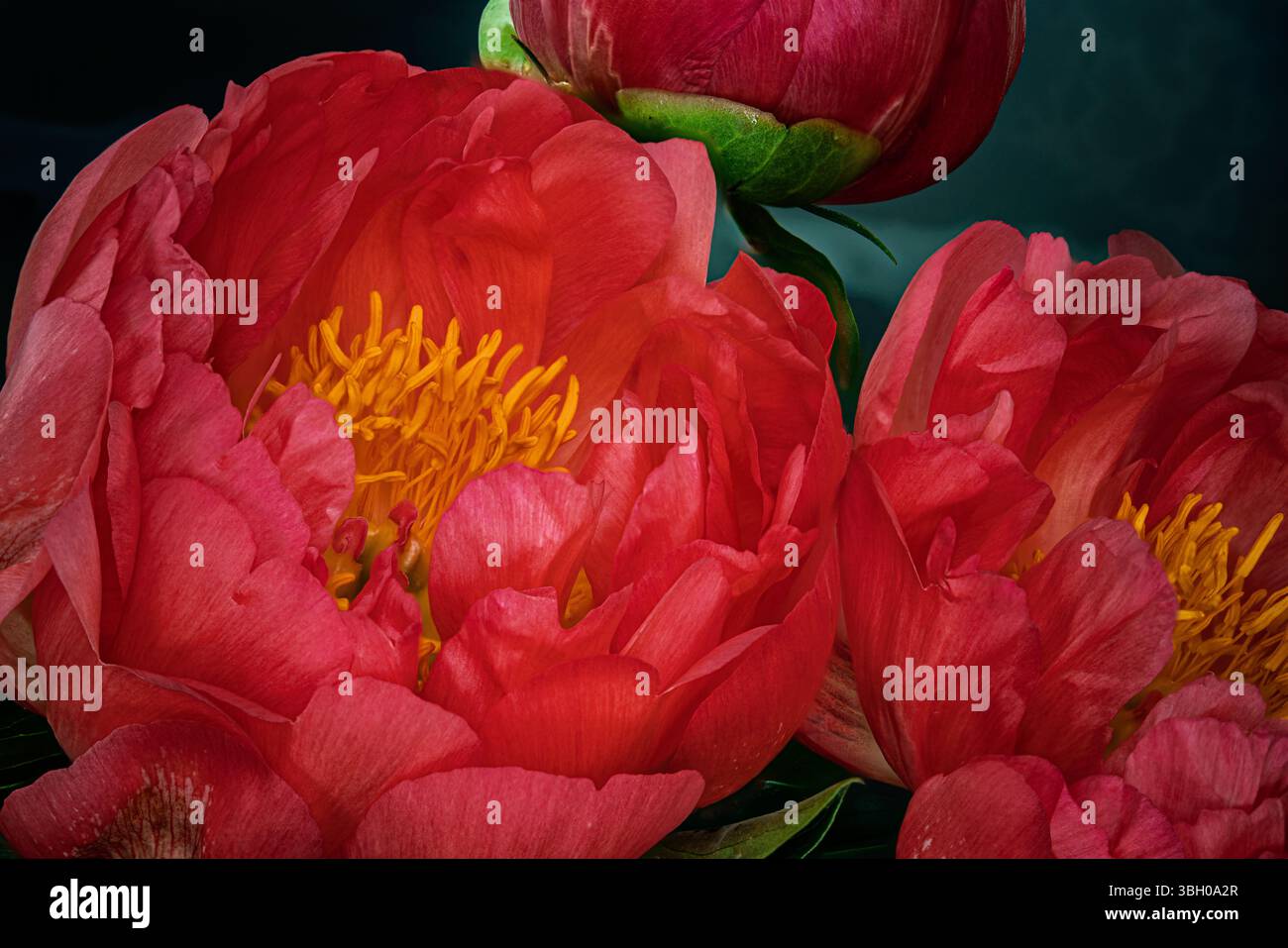 Pfingstrosen hi-res stock photography and images - Alamy