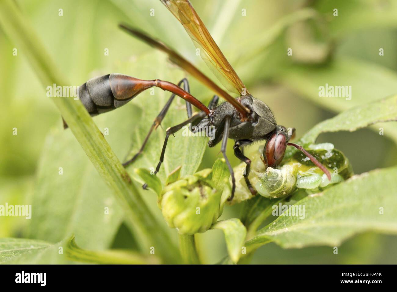 A hungry wasp eating a hatching larva Stock Photo - Alamy