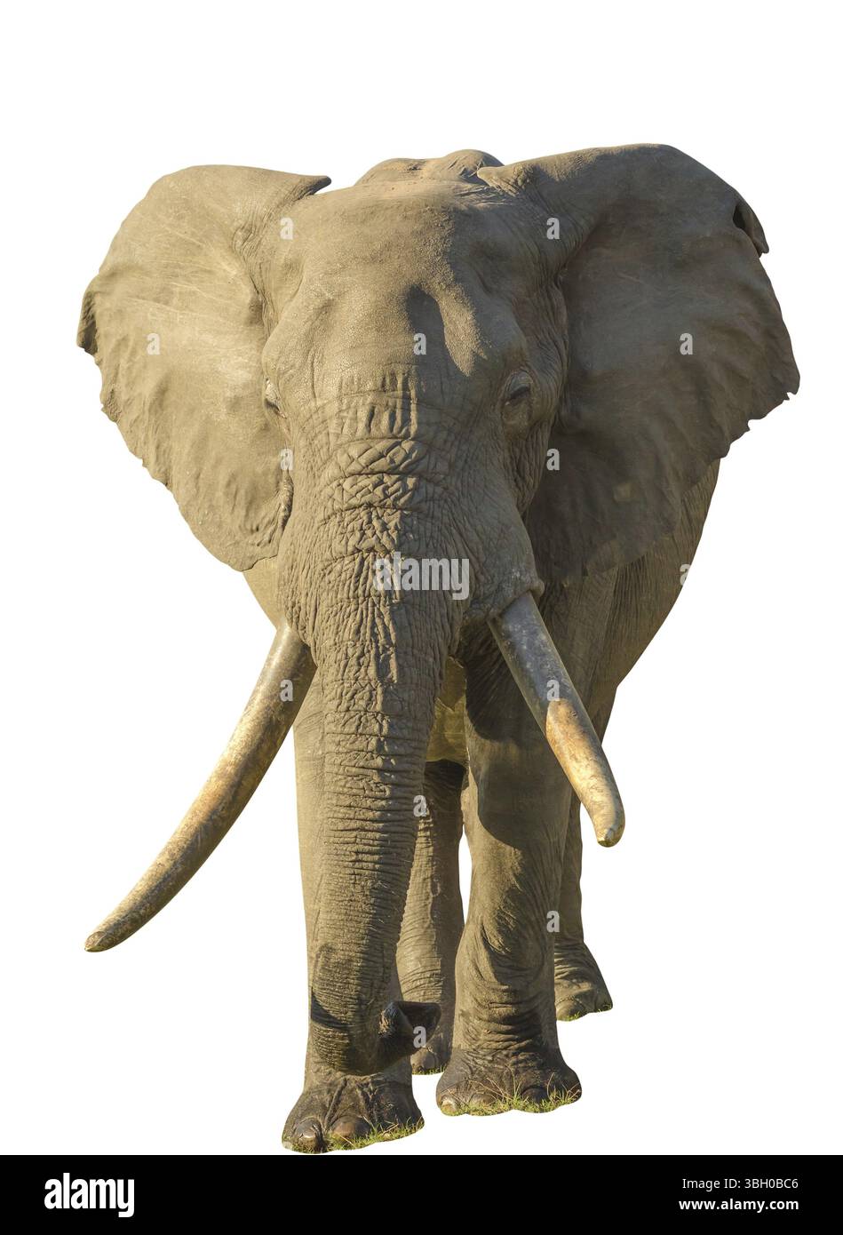 Biggest elephant in the world and with the worlds longest fangs. Tembe ...