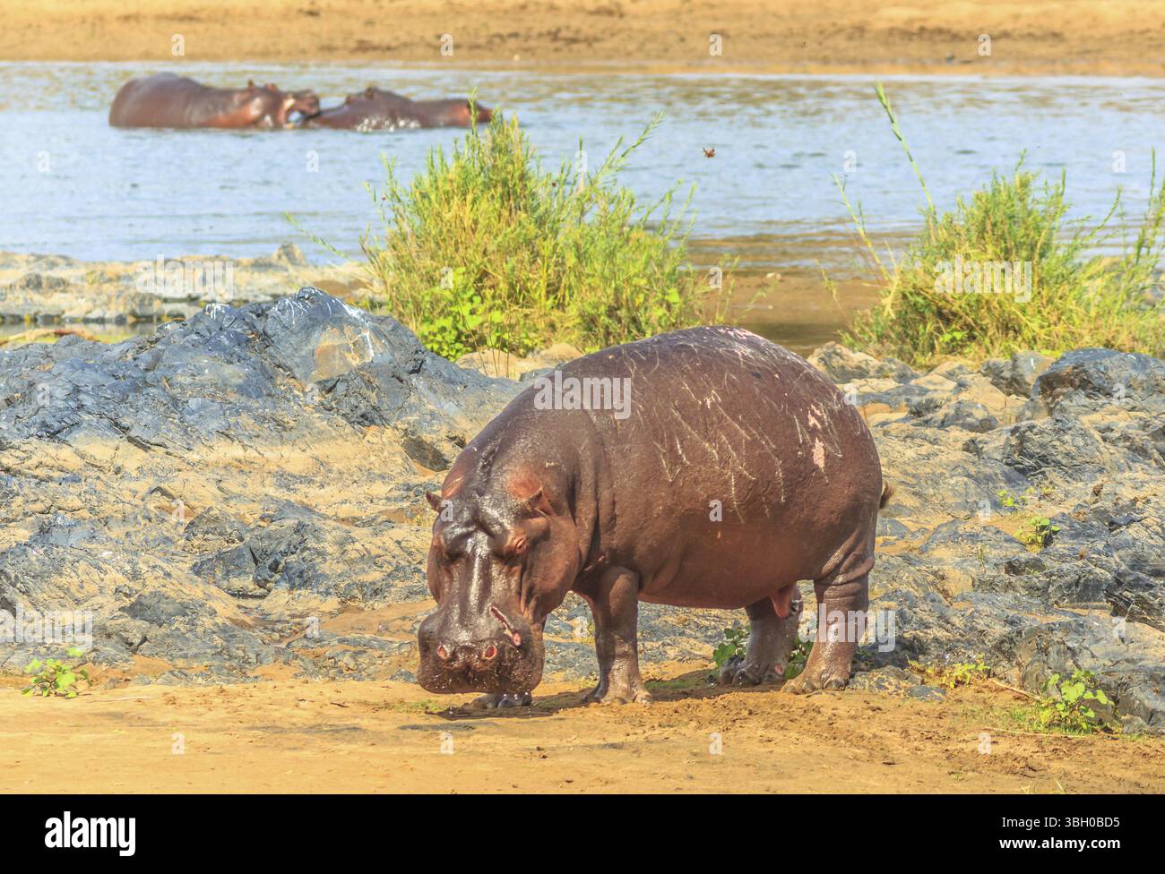 Side view of Cape hippopotamus or South African hippopotamus standing ...