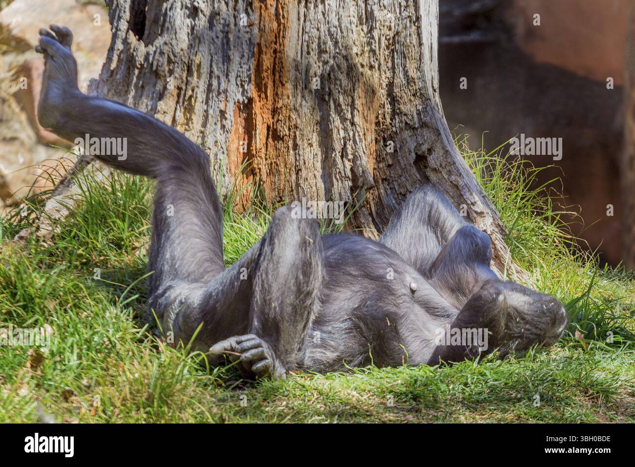 A Chimpanzee stretching its legs after waking up from a quick nap Stock ...