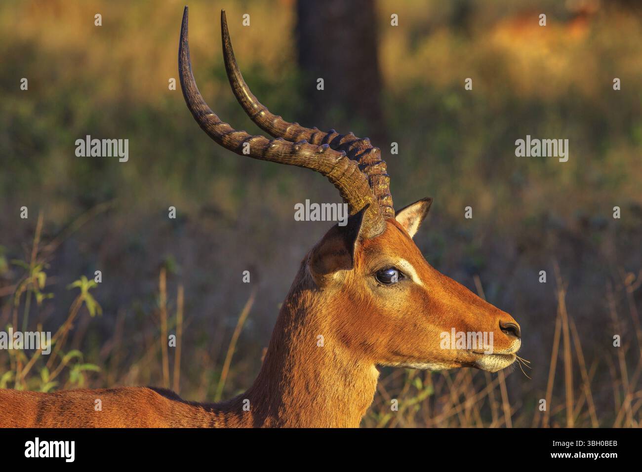 Portrait of adult male of impala, Aepyceros melampus, the most common ...