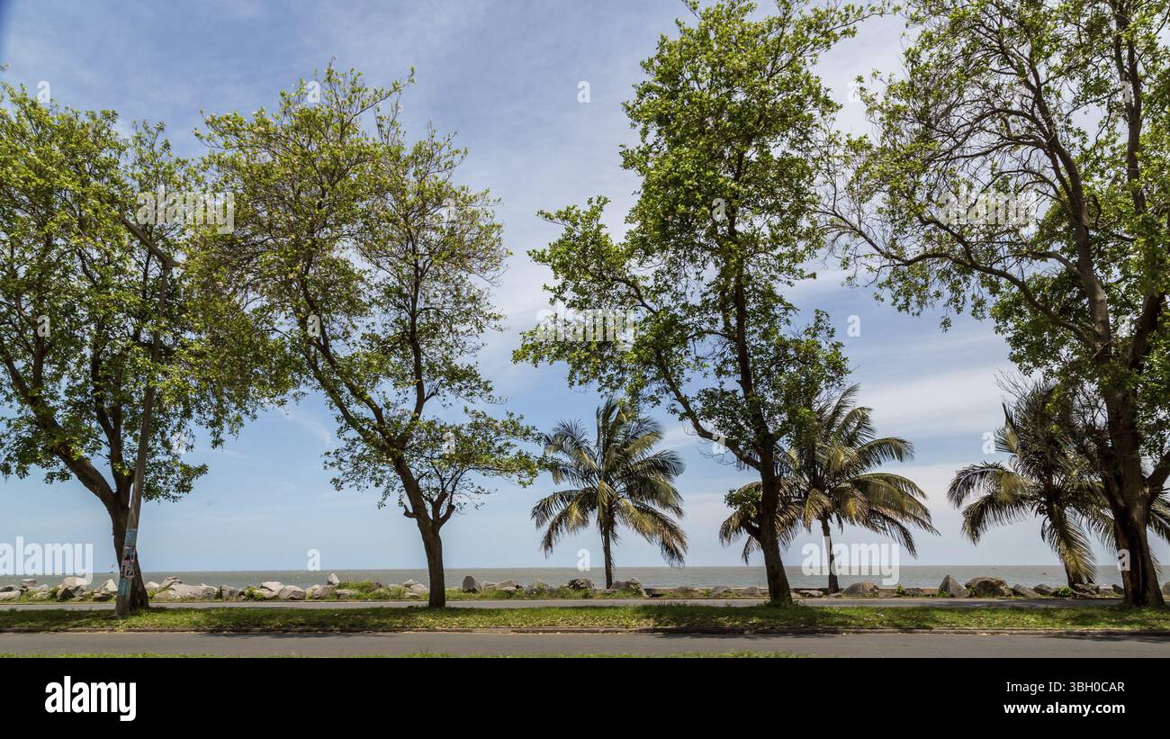 Beautiful trees planted along side the shores of Maputo Bay in Maputo ...