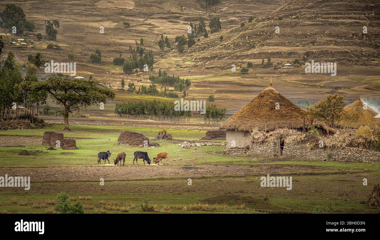 Cattle grazing near a small village hut with Tatched roof Sendafa area ...