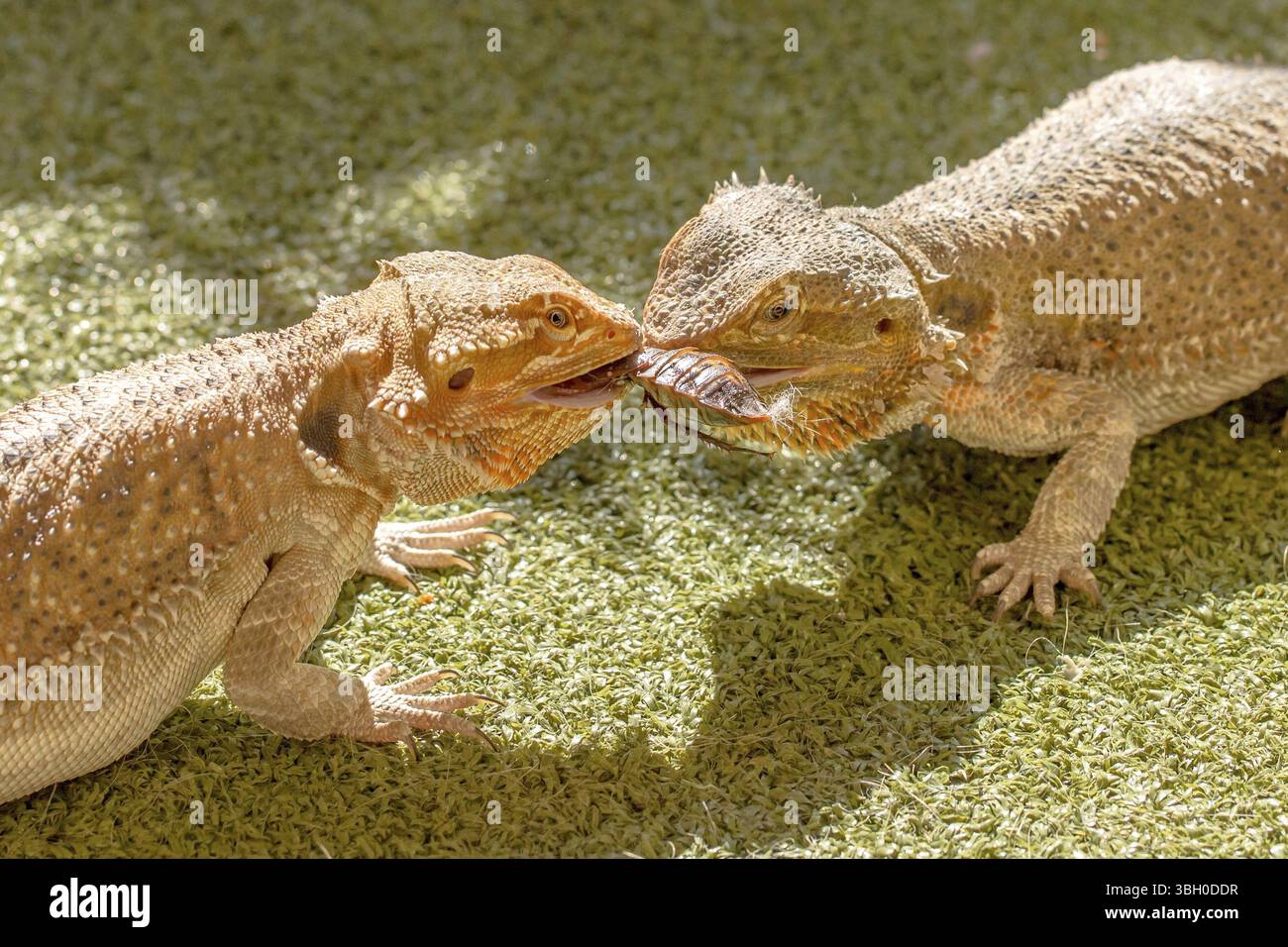 Pogona Vitticept reptiles competing for food, biting each other. Green ...