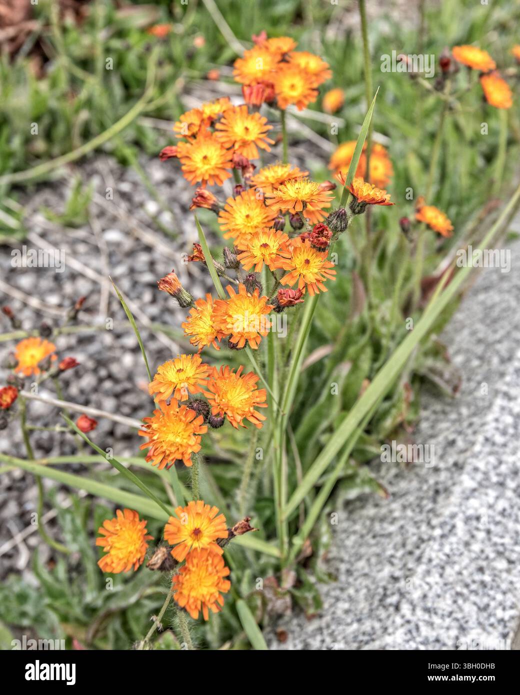 Commonly called fox and cubs hi-res stock photography and images - Alamy