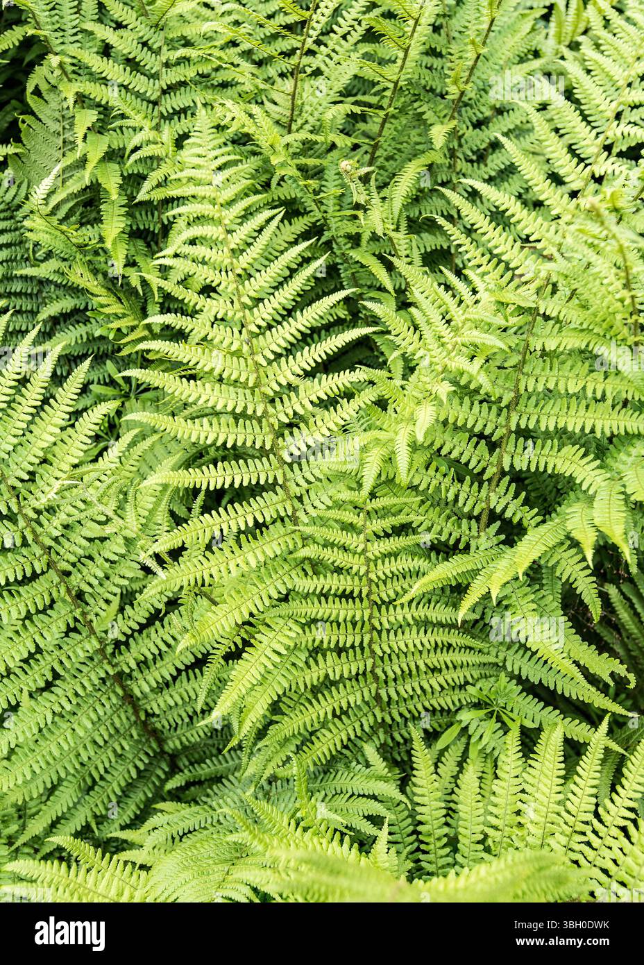 Image likely a Lady Fern, scientifically known as Athyrium filix-femina ...