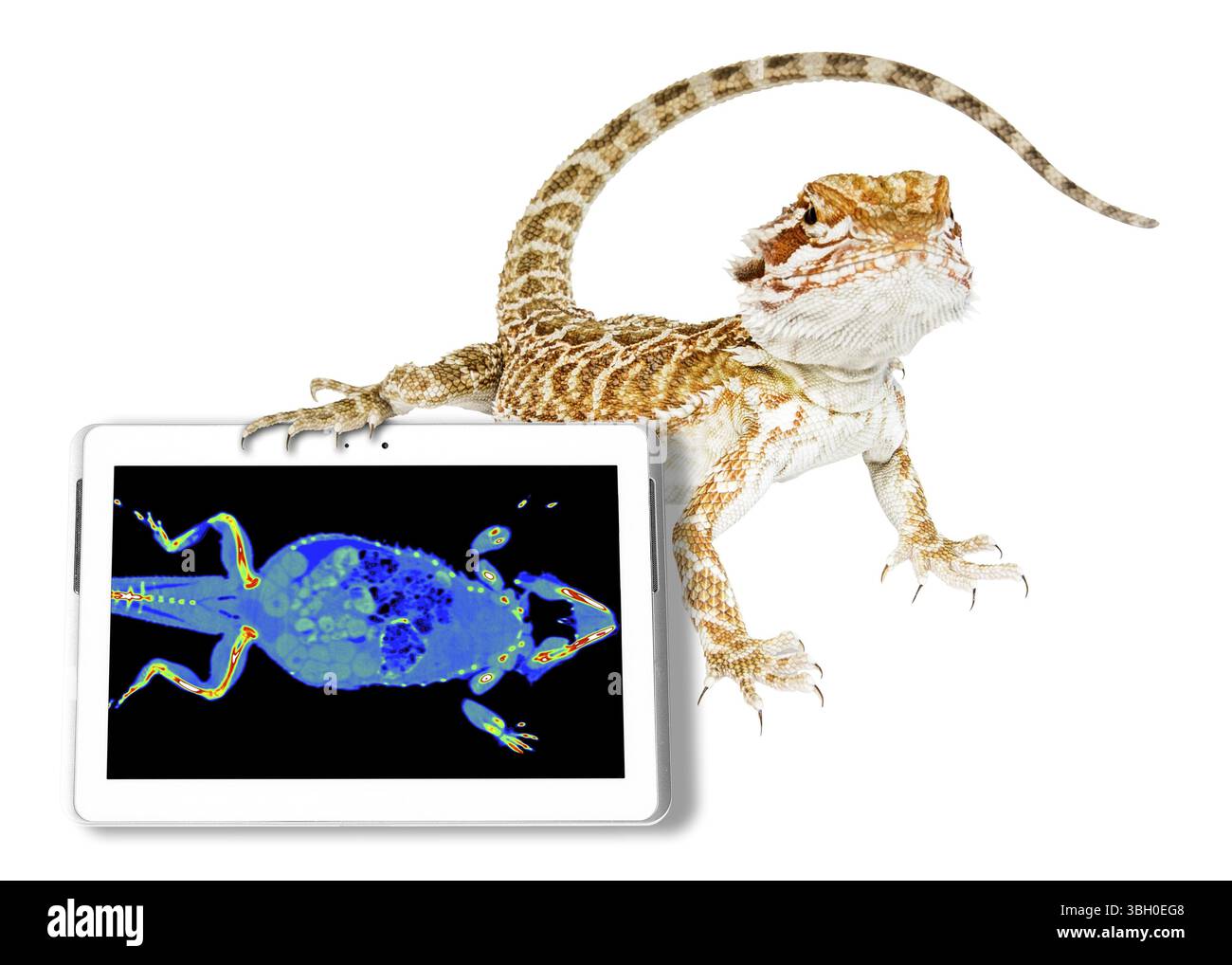 Ct test Cut Out Stock Images & Pictures - Alamy