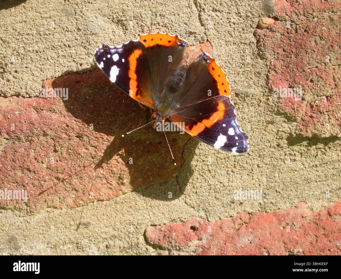 ...einer der schoenssten heimischen Edelfalter - der Admiral...hieer ...