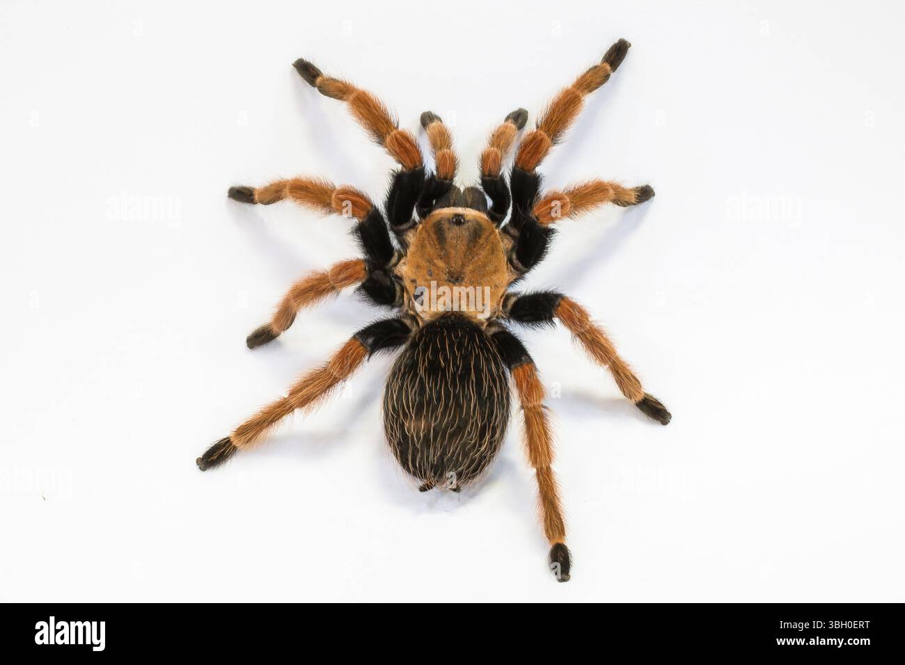 Mexican Fireleg or Rustleg Tarantula, isolated on white background ...